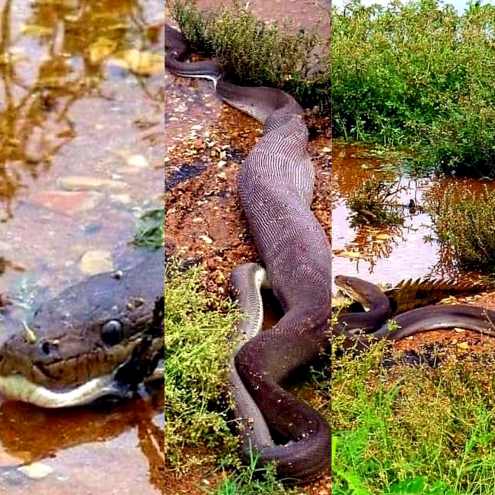 Ular python menelan buaya bulat bulat