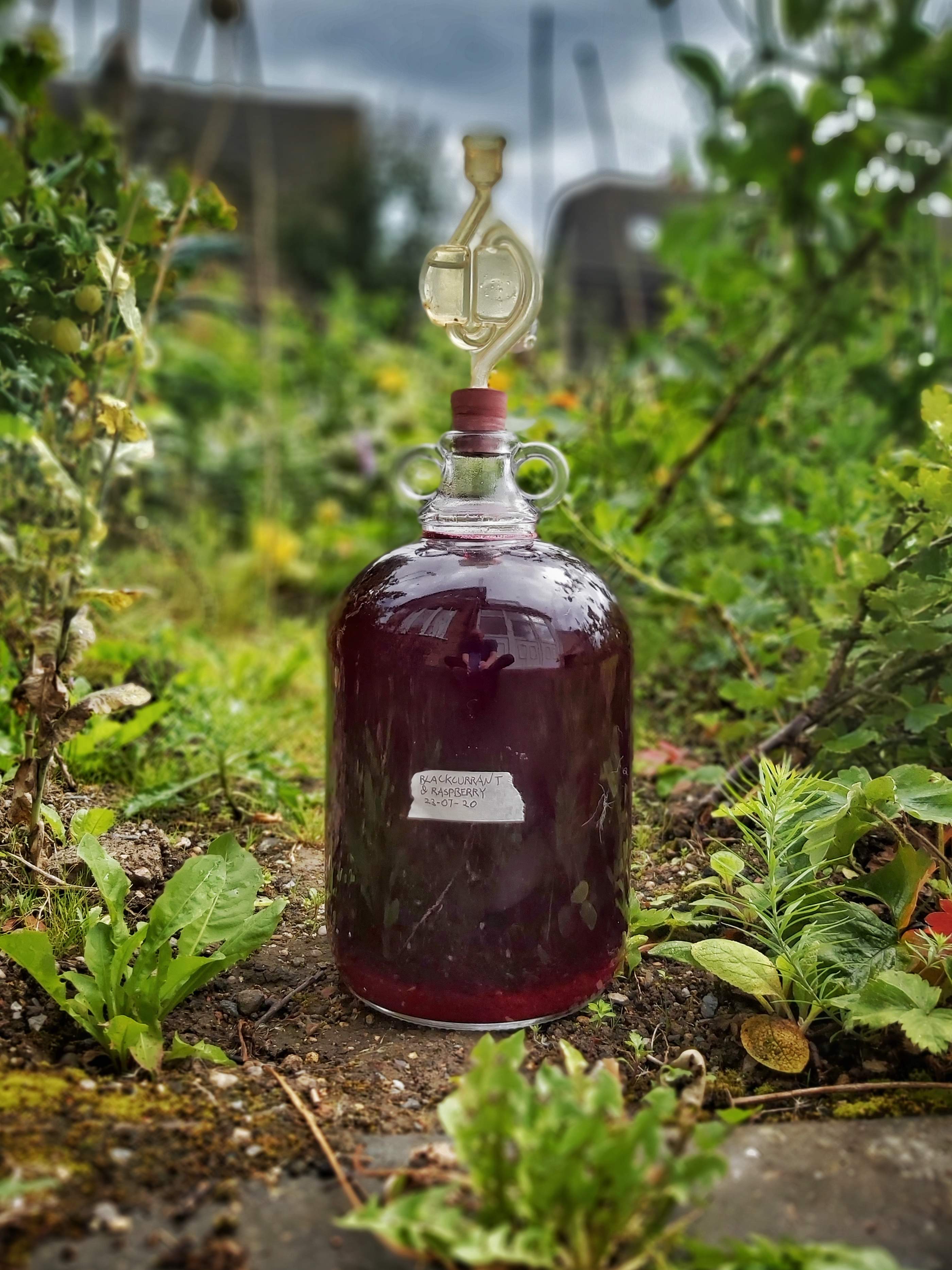 Ben's Adventures in Wine Making: Blackcurrant & Raspberry Wine - The ...