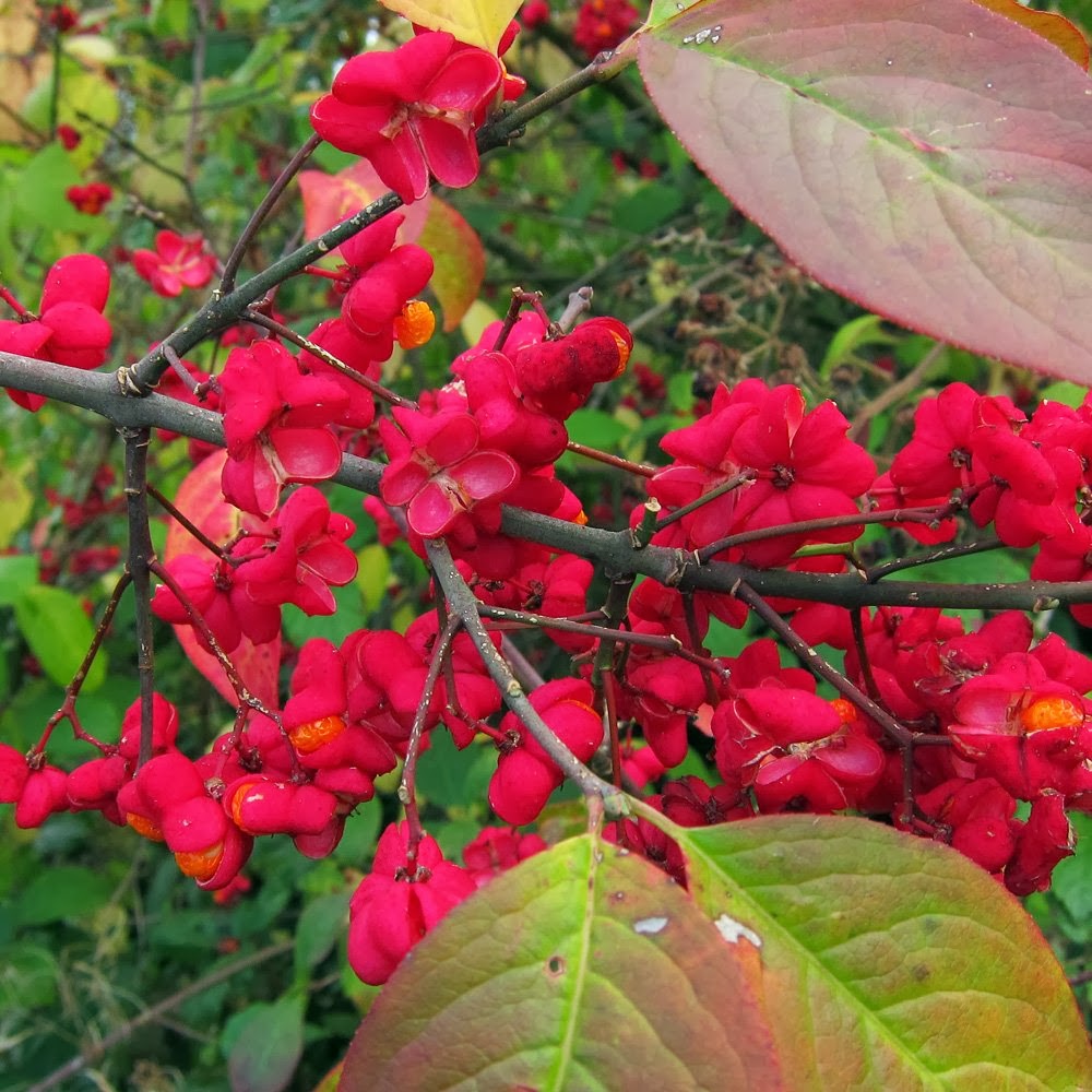 Le Douaire. Île de Vivre.: Tout savoir sur le Fusain d'Europe, bonnet d ...
