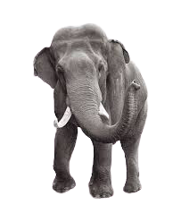 Elephant photo editing