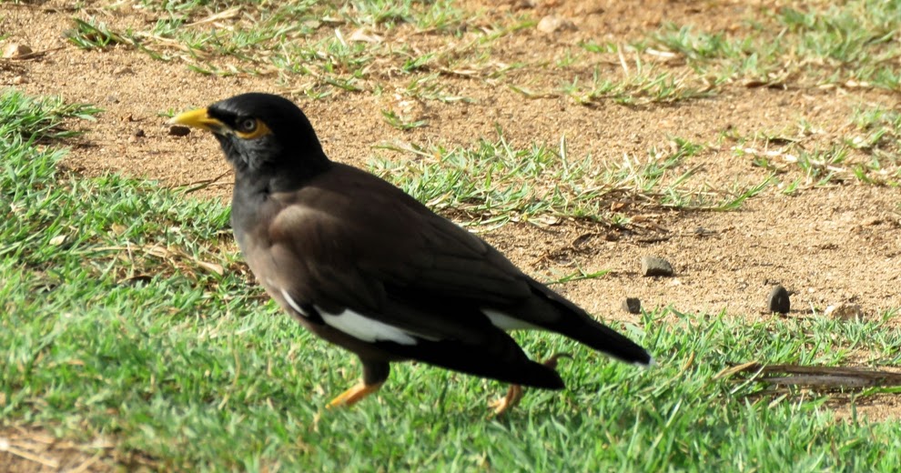 COMMON MYNAH