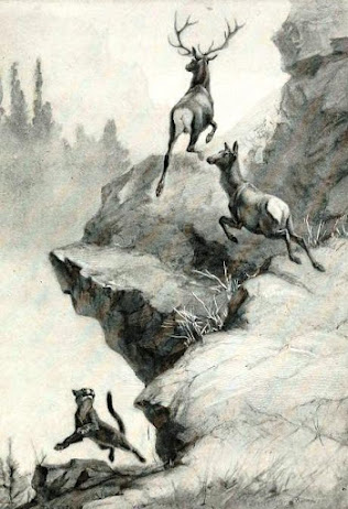 HISTORIAS ZOOLOGICAS: LOS SENDEROS DEL PUMA (Puma concolor) - EPISODIO 4