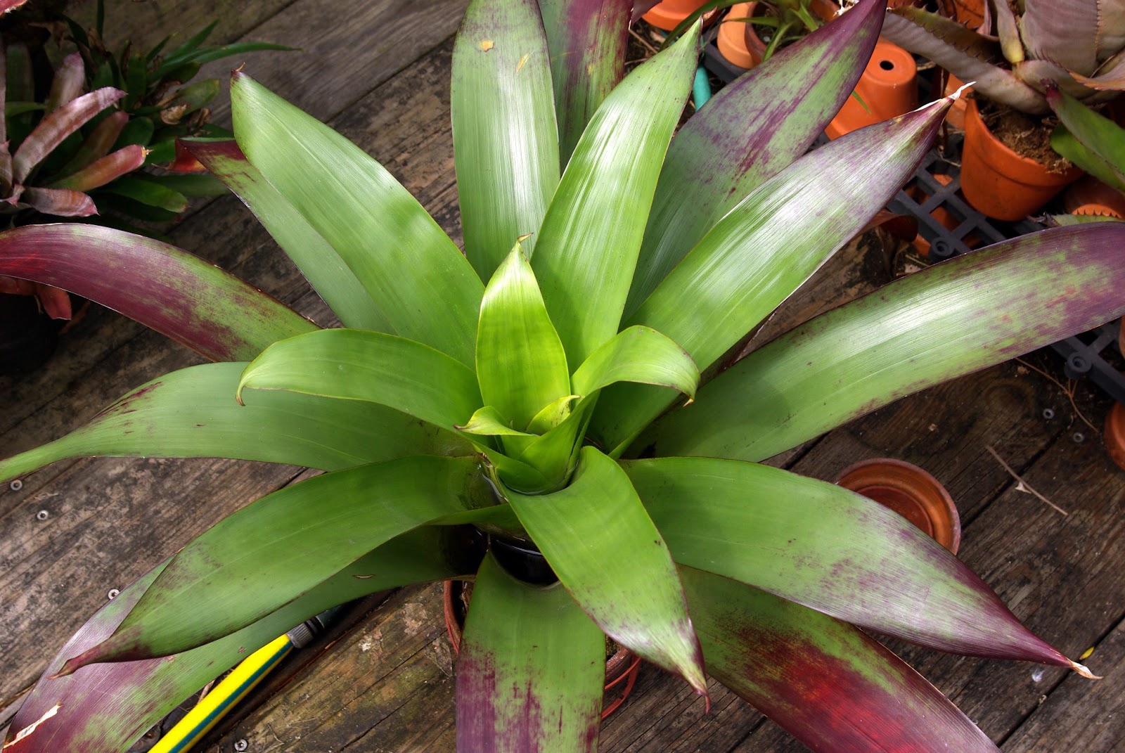 Johnson's bromeliads & falconry: Alcantarea vinicolor