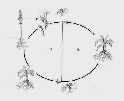 Zaštita bilja u ratarstvu: Korovi