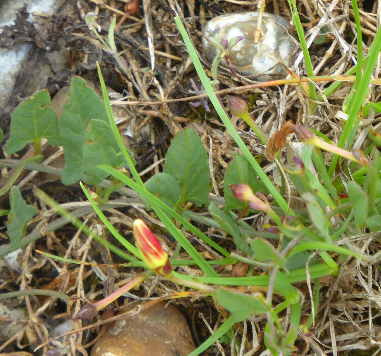 Wild and Wonderful: A 'Floral' Afternoon on the Beach at Aldeburgh