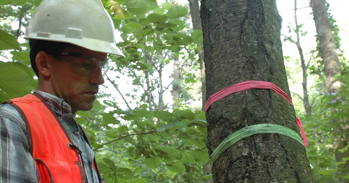 Central Pennsylvania Forestry: Control Unwanted Trees Using Hack-and ...