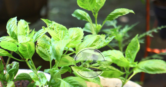 Sukses Menyetek Basil | Just Try & Taste