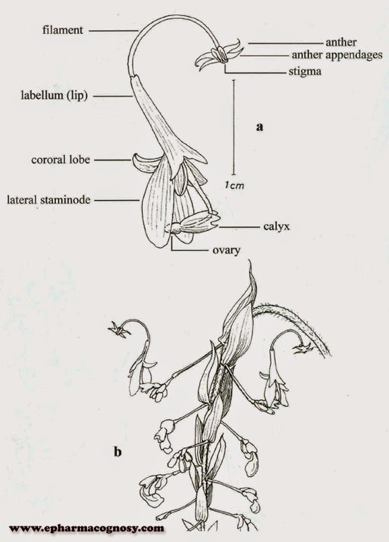Structure of the Ginger plant