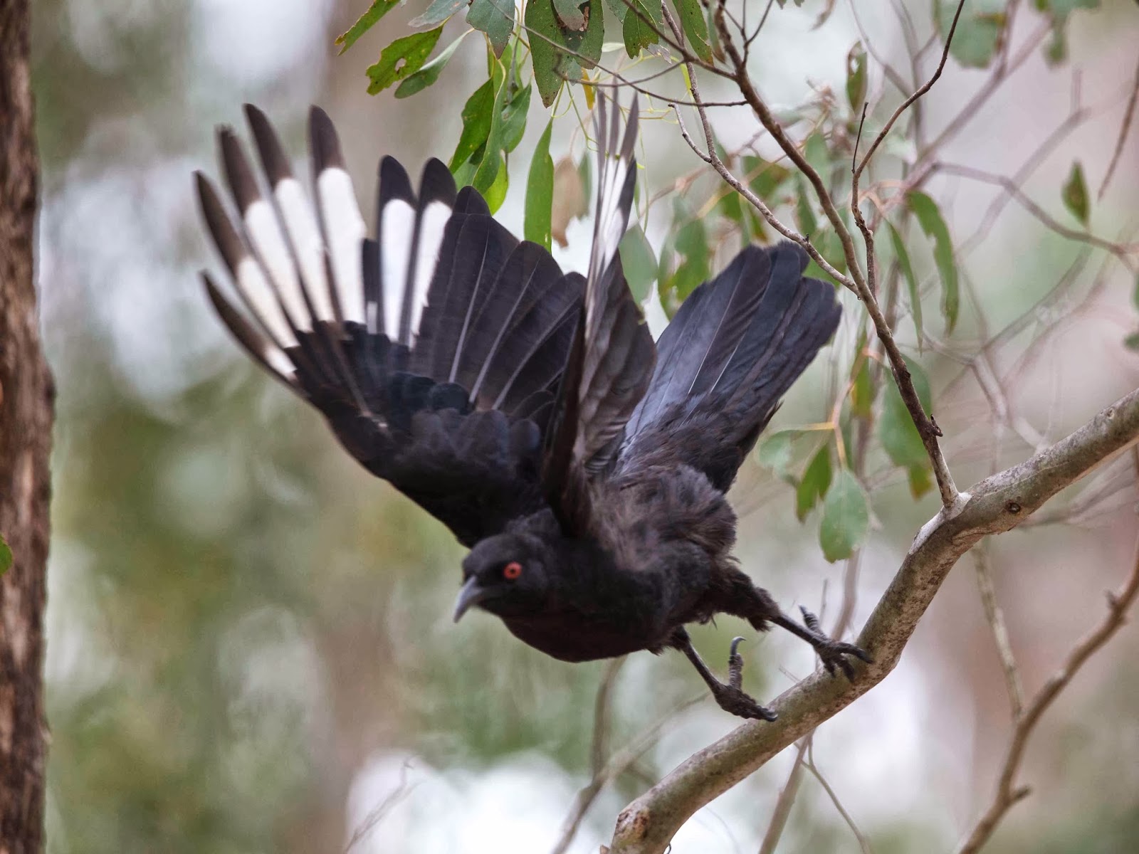 Avithera: White-winged Choughs – expanding red eyes.