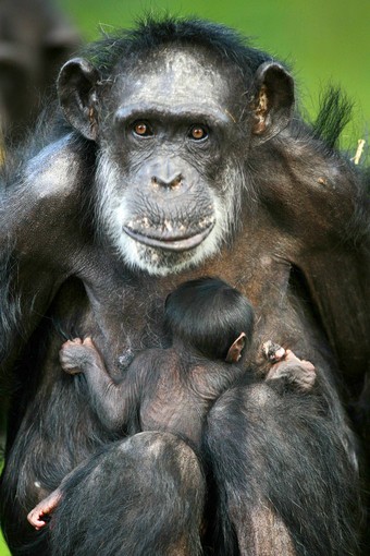 Anthro Doula: Chimps Give Birth Like Humans, but Don't have Midwives