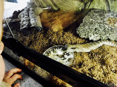 Mairtown Kindergarten: Our New Friend Bluey - The Blue Tongued Lizard