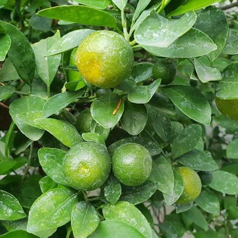 Tukang G5P Bibit Tanaman Buah Jeruk Lemon Cui Sawahlunto ...