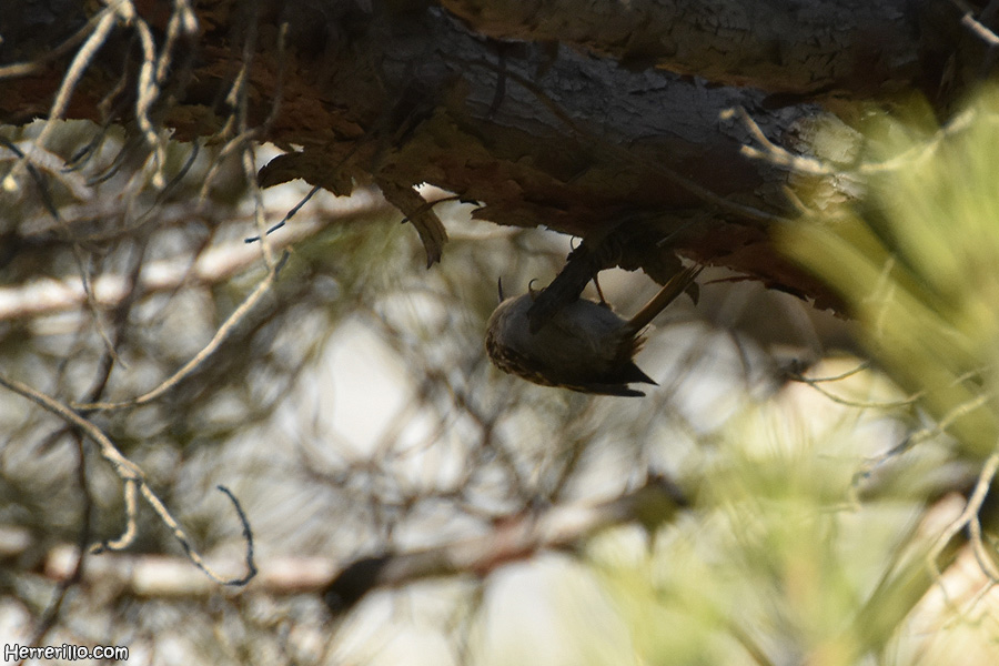 Birding Catalunya: Ocells a Siurana (Cornudella de Montsant, Priorat)
