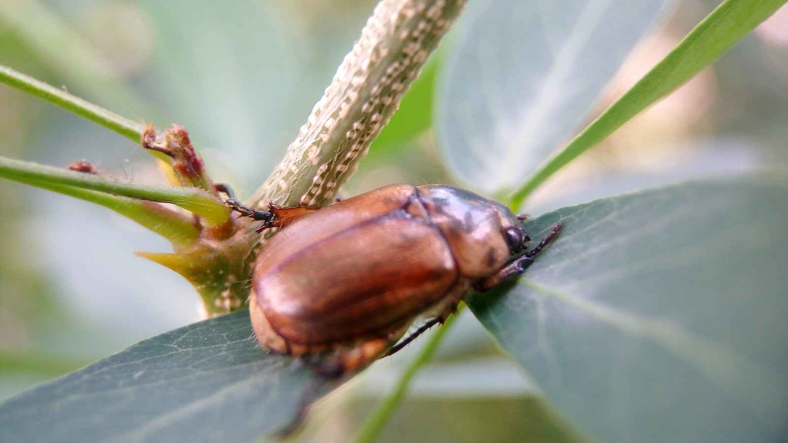 The Butterfly Cocoon and the Sleepy BUG - PhNewsBox