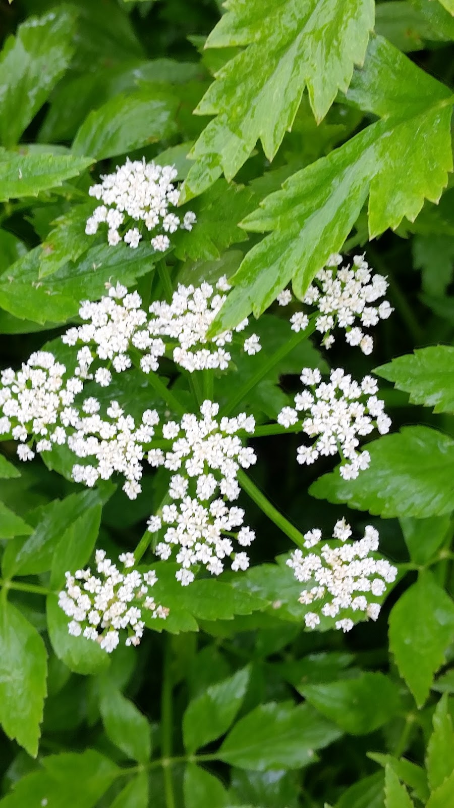 Warisan Petani: Pokok Selom
