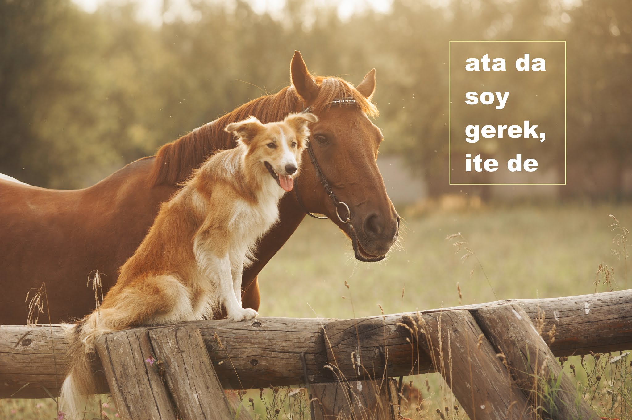 ata da soy gerek, ite de - BilginCin