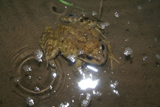 Kikkerwacht.Noord-Veluwe: Amfibieen voorkomend in de Ardennen-Champagne ...