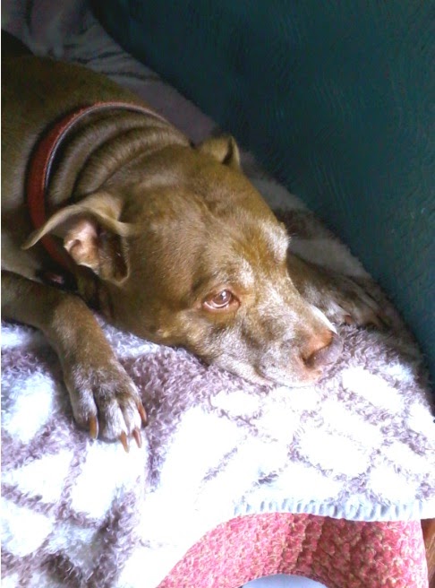 SOBRE RIMAS DORES E FLORES...: ORAÇÃO POR UM ANIMAL DOENTE