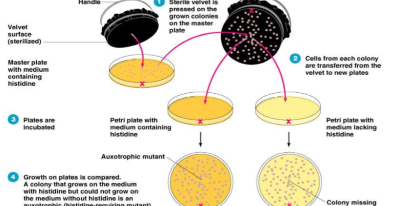 Mutasi DNA - Sepenggal Ilmu