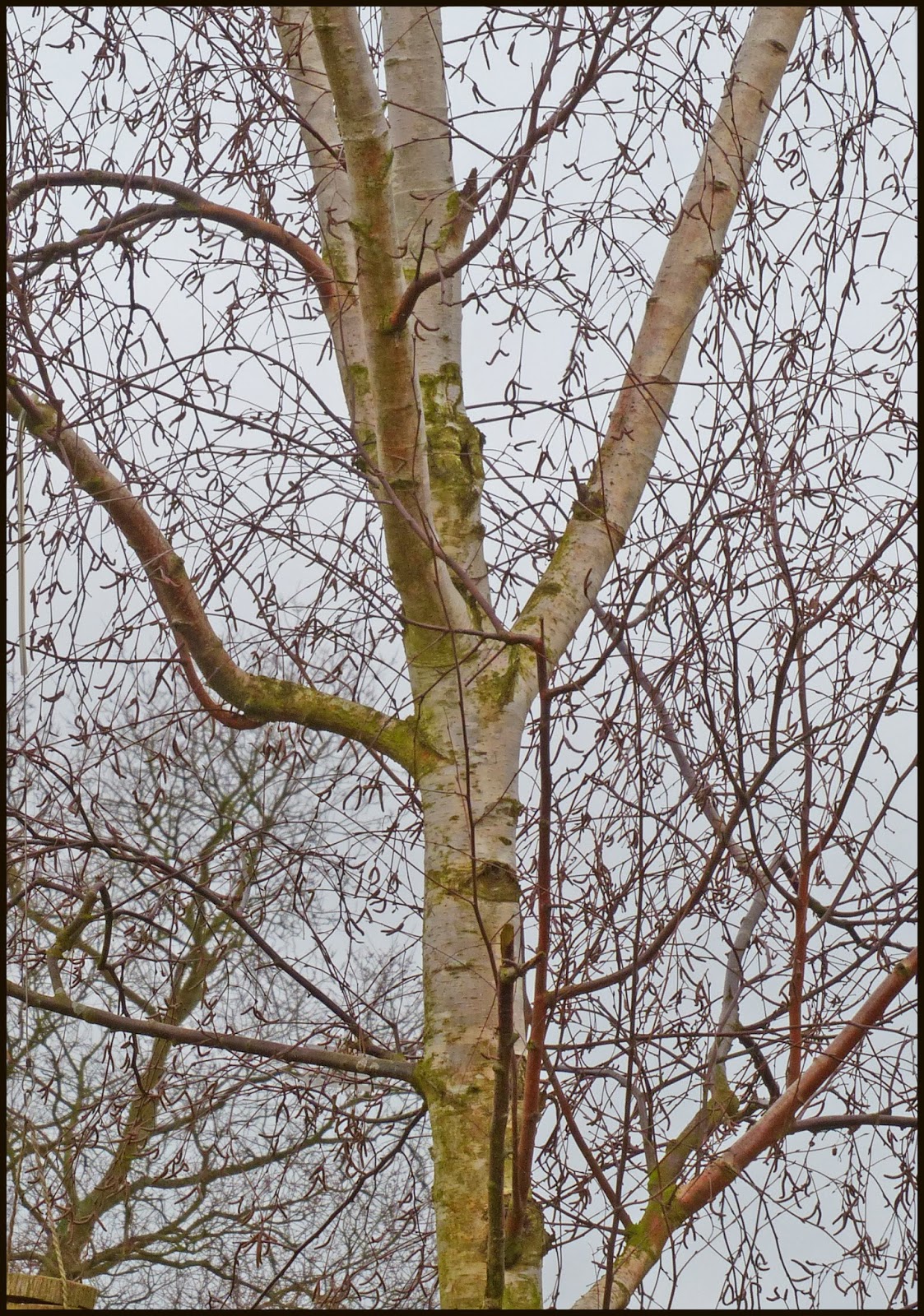 Wild and Wonderful: March 2014