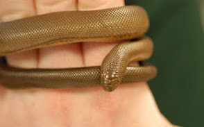 Biology of the Reptilia: Blog Entry 6: Serpentes/Ophidia: Brad and Michele
