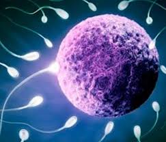 BIOLOGIA CICLO 4 - COLEGIO ANDINO: ACTIVIDAD 5. GENETICA