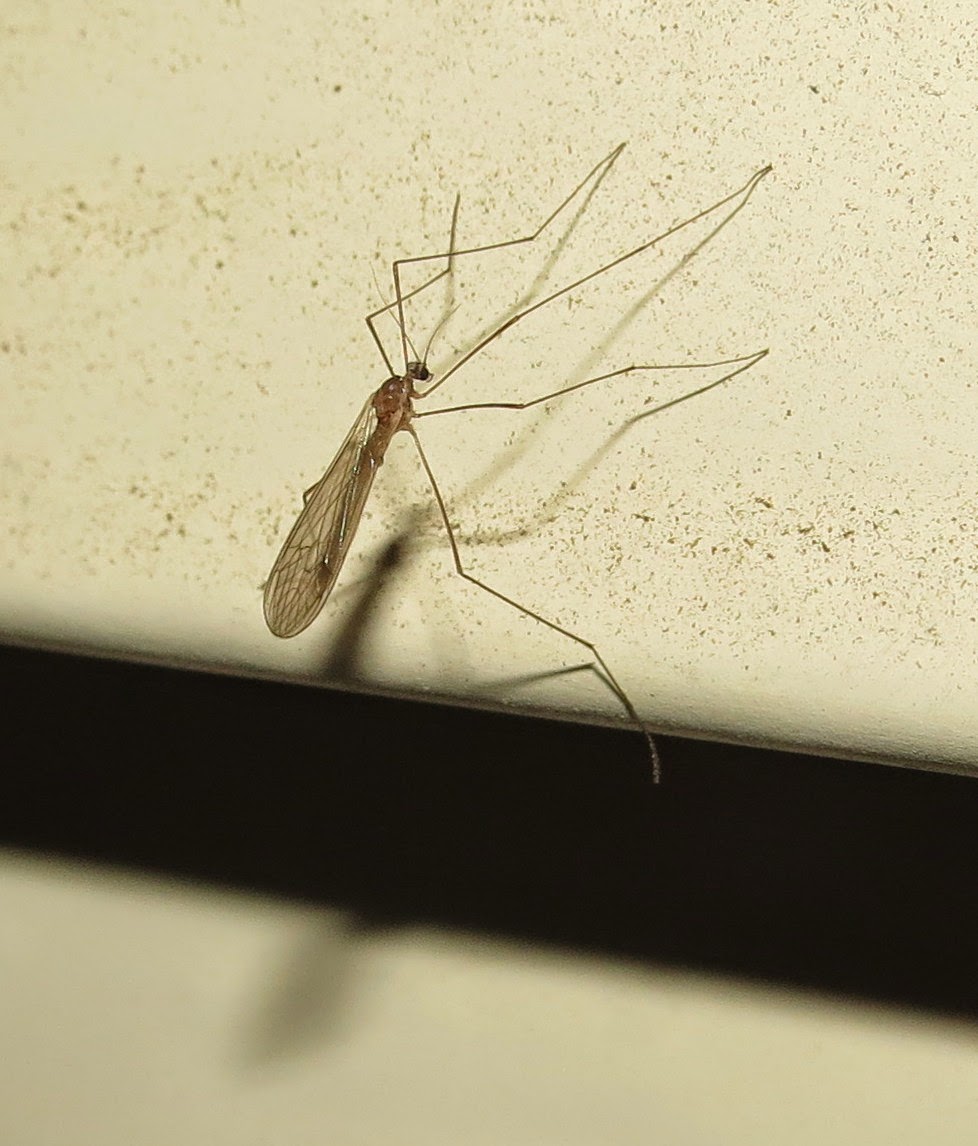 Bug Eric: Winter Crane Flies