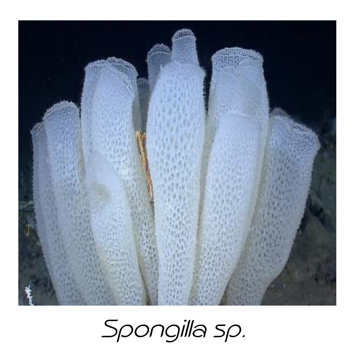 Klasifikasi Lima Kingdom : Animalia (Hewan)