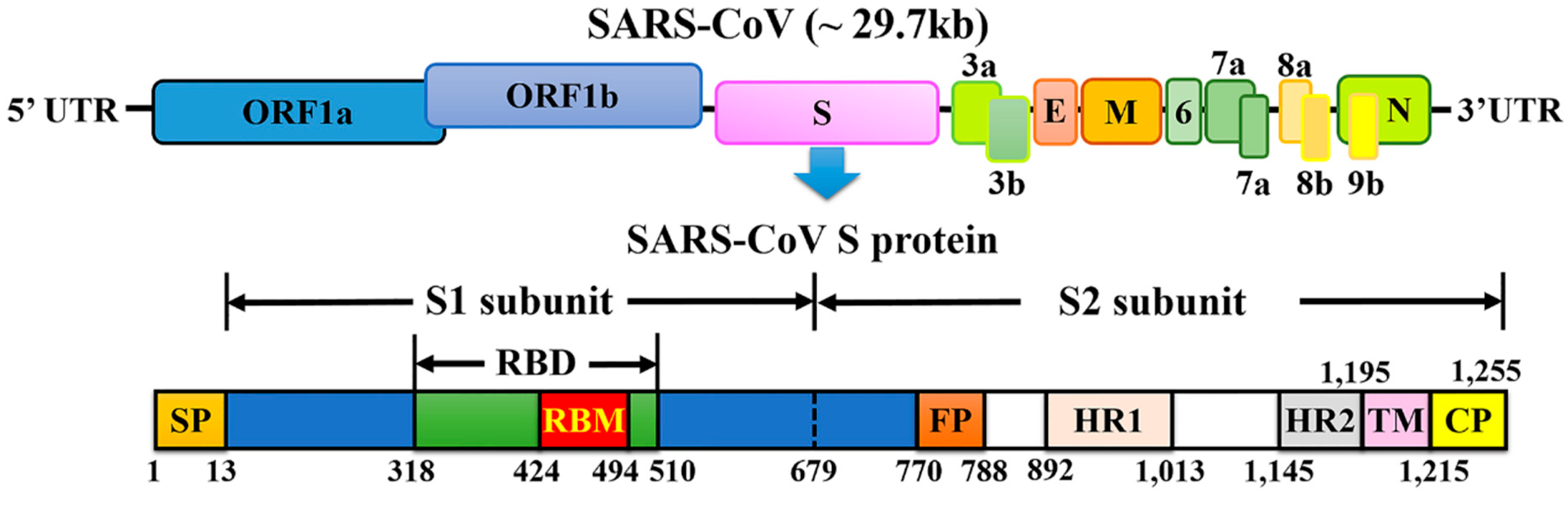 Proteins encoded by corona virus (SARS-CoV2)