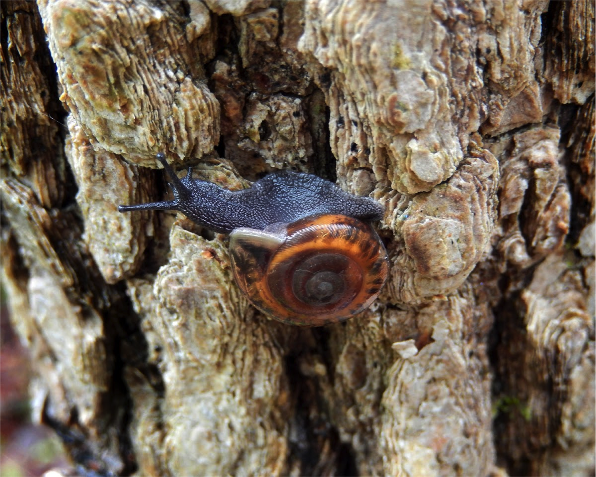 Snails Uncovered : Snail Inspired Science!