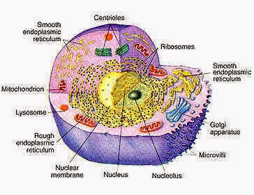 DR. JAKIR BLOG: cell