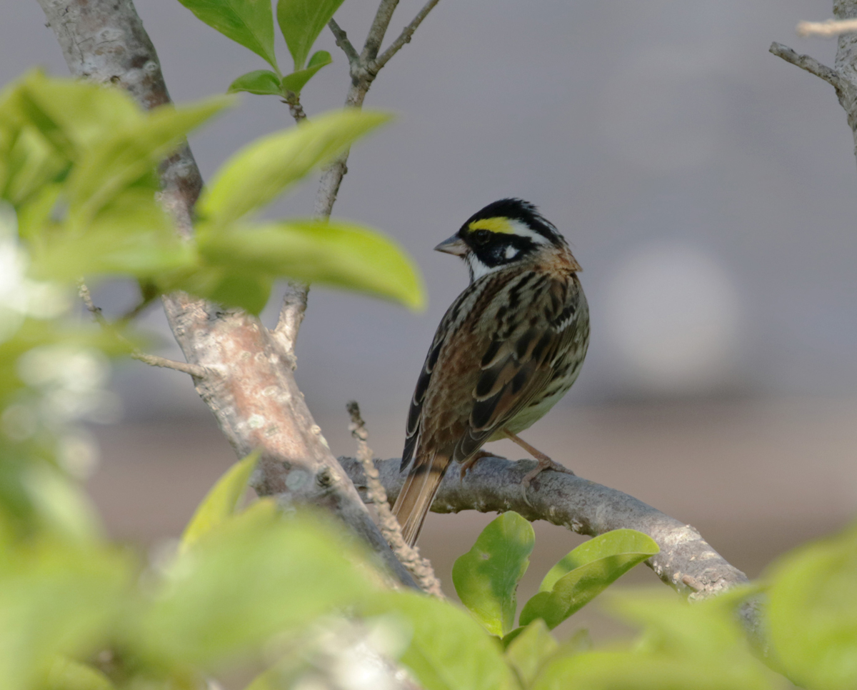 BIRDING - Kyoto, Kansai and Japan: A good spring for Yellow-browed Buntings
