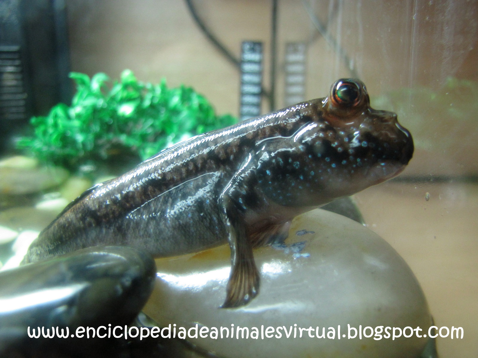 Fichas de Animales: Saltarín del fango