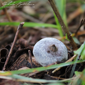 Pixie Hill: Rain, toadstools and a WIP