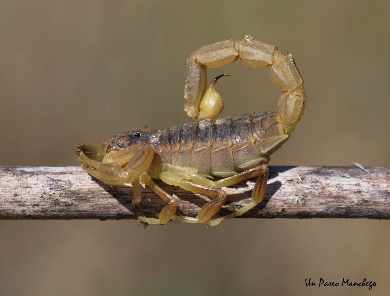 Un Paseo Manchego: Un Alacrán en la Cocina.