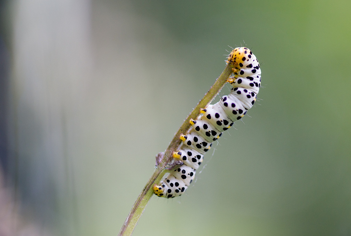 Oefening baart kunst? De uitdaging: Rups van Helmkruidvlinder ...