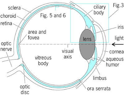 Simple eye diagrams | Easy eye diagram | Labeled eye diagram - Pharmacy ...