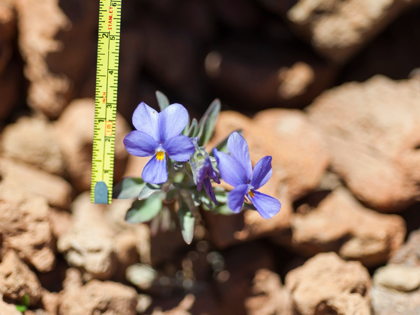 LA INVASIÓN EN EL BLOG:invasiones biológicas en Canarias.: El efecto de ...