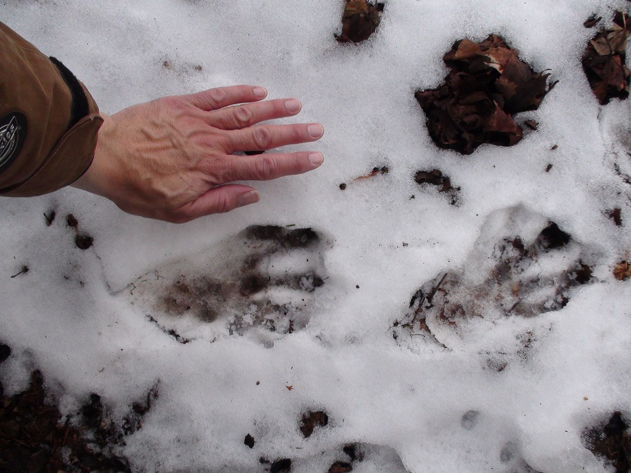Beaver Tracks