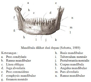 DIAMOND: ANATOMI TULANG MANDIBULA