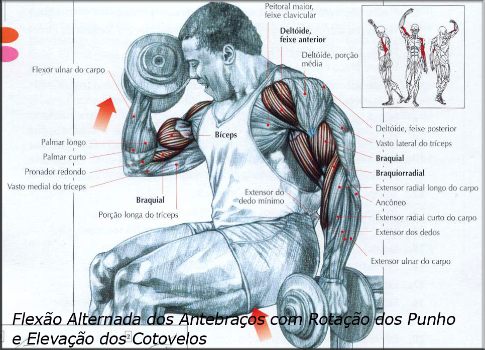 Luciano Cavalcante Personal Trainer: ANATOMIA DOS MOVIMENTOS DA ...