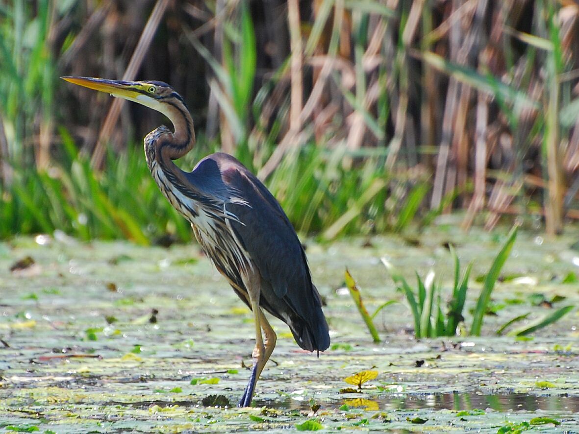 Delta Dunarii: Pasarile