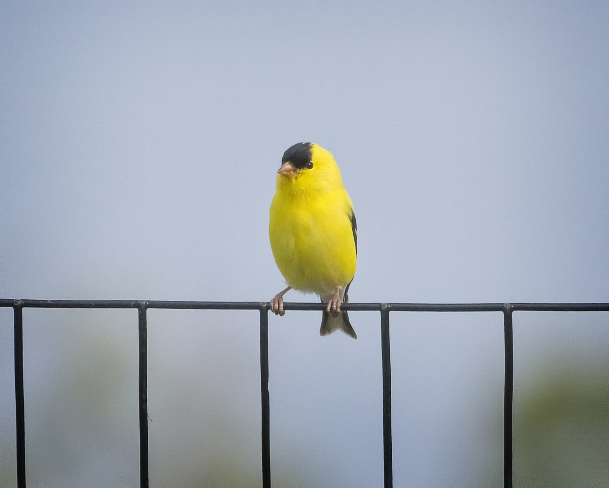 Laura Goggin Photography: 2021 Fall bird migration - Part 2