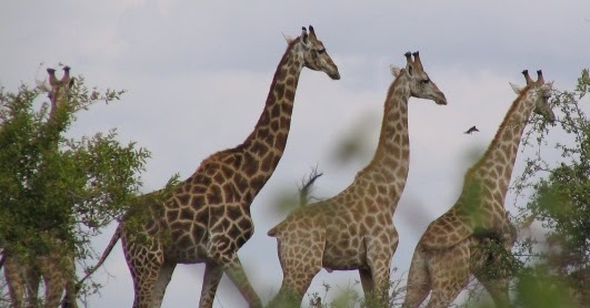 Giraffe Genome Unhelpful to Evolution