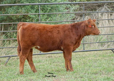 Skinner Cattle Co: Smilin Bob Calves for Sale at Shaver Cattle Sale on ...