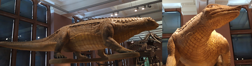 Palaeofauna: An Overview of the Vertebrates of the Lossiemouth ...