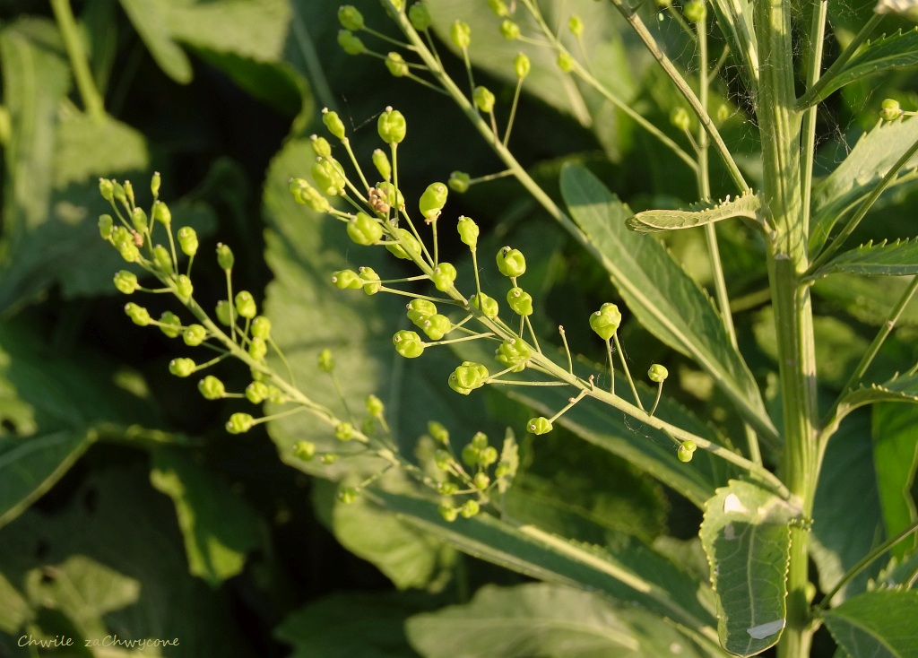 Chwile zaChwycone: Warzęcha, chrzan pospolity