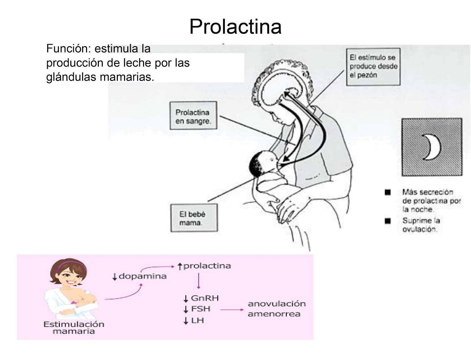 Primer Nivel de Enseñanza Media (1°-2° Medio): Sistema endocrino Primer Nivel de Enseñanza Media (1°-2° Medio): Sistema endocrino