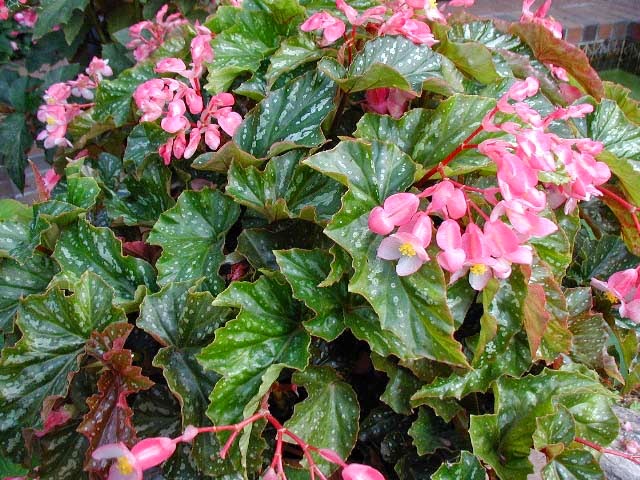 Всё о бегониях и не только...: Begonia 'Silver Mist'