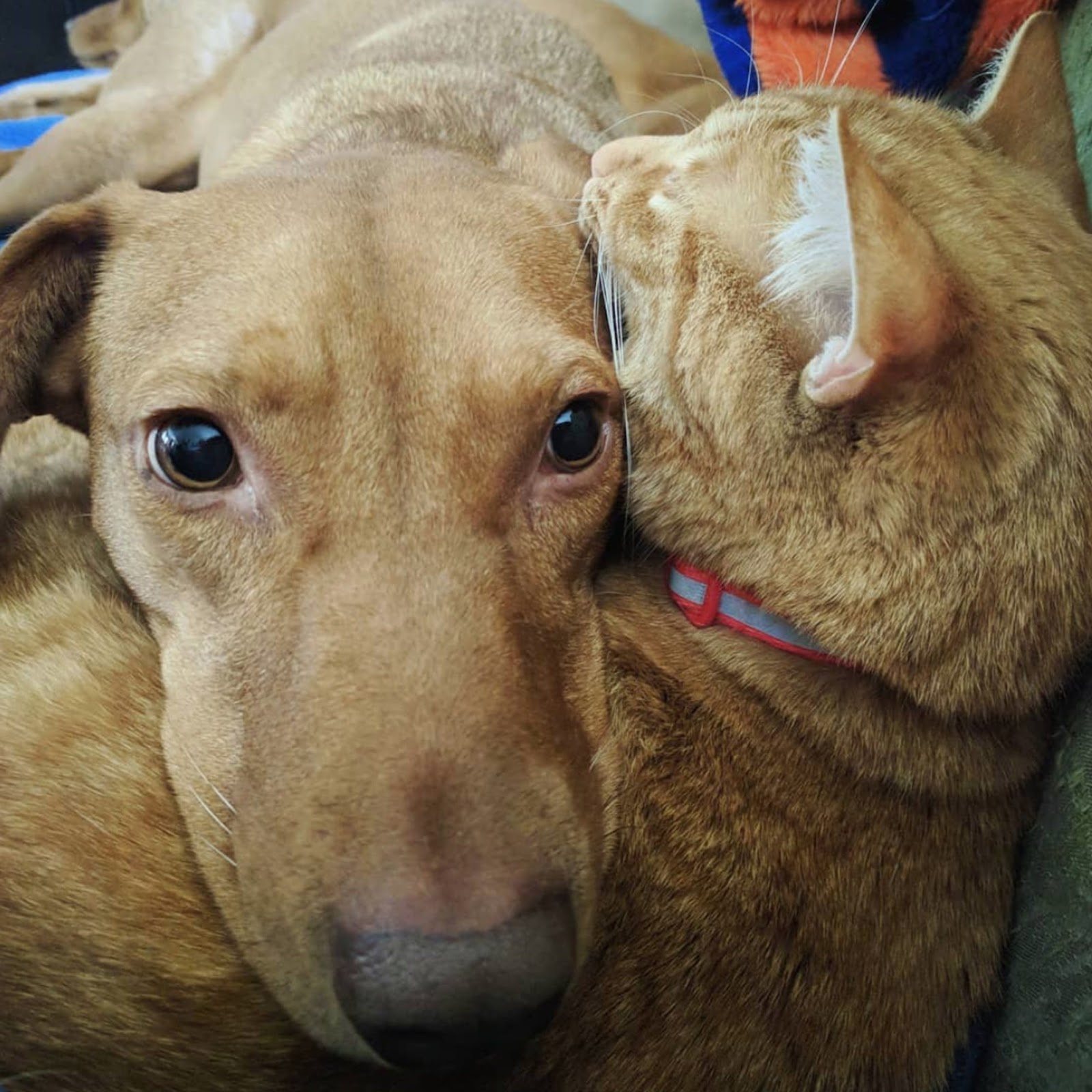 That's Purrfect: Cat Comforts Dog